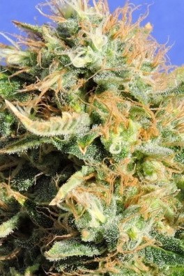 Chronic - Strain Information - Cannaconnection.com