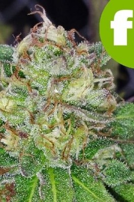 Train Wreck - Strain Information - Cannaconnection.com