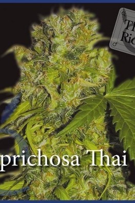 Thai - Strain Information - Cannaconnection.com