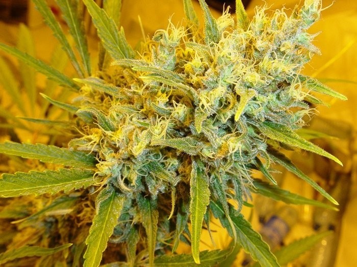 Critical Haze - Strain Information - CannaConnection Critical Haze - Strain Information - CannaConnection