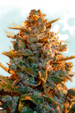 Critical - Strain Information - Cannaconnection.com