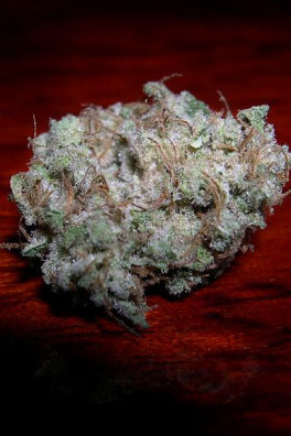 Marijuana news, strains & growing - CannaConnection