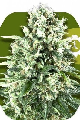 Super Silver Haze - Strain Information - Cannaconnection.com