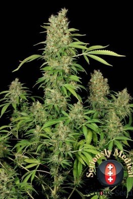 Chronic - Strain Information - Cannaconnection.com