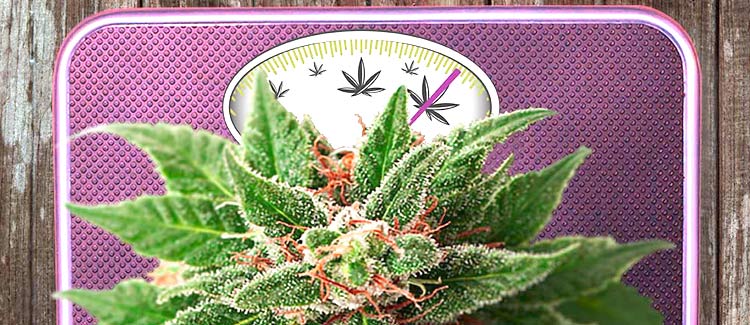What are autoflowering cannabis strains? - CannaConnection