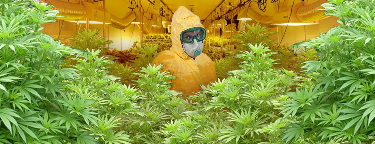 How and why to keep your grow room clean - CannaConnection