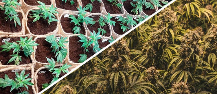 Achieve Bigger Cannabis Yields With Sea of Green (SOG) - CannaConnection