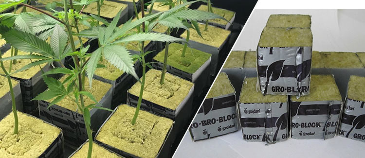 How to grow cannabis in Rockwool - CannaConnection
