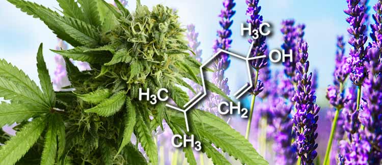 Terpene profile: linalool - CannaConnection