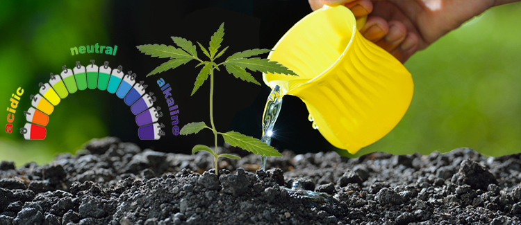 The best pH value for cannabis plants - CannaConnection
