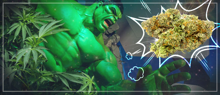 Bruce Banner 3 - Strain Review - CannaConnection - CannaConnection