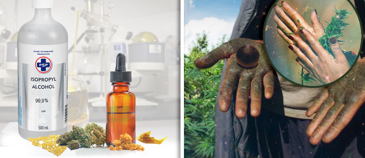 Cannabis concentrates: what's the difference between solvent and ...