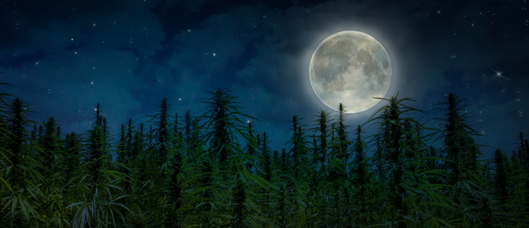 Moon gardening and cannabis: using the moon for a better grow ...