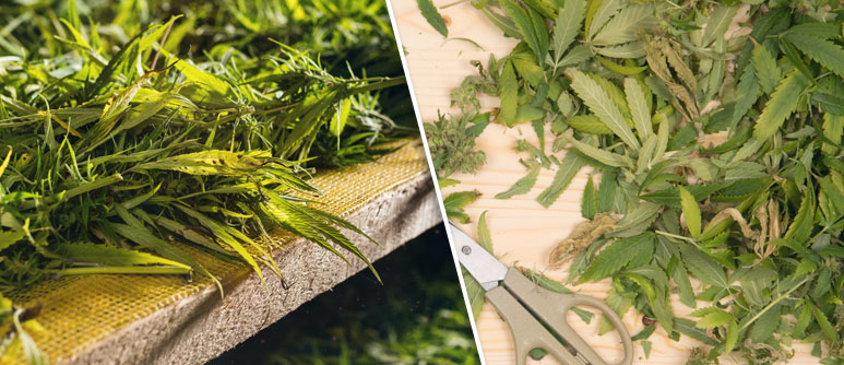 What to do with cannabis trim after a harvest - CannaConnection