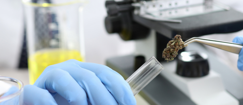 Which Cannabis Strains Have the Highest CBD Percentage? - CannaConnection