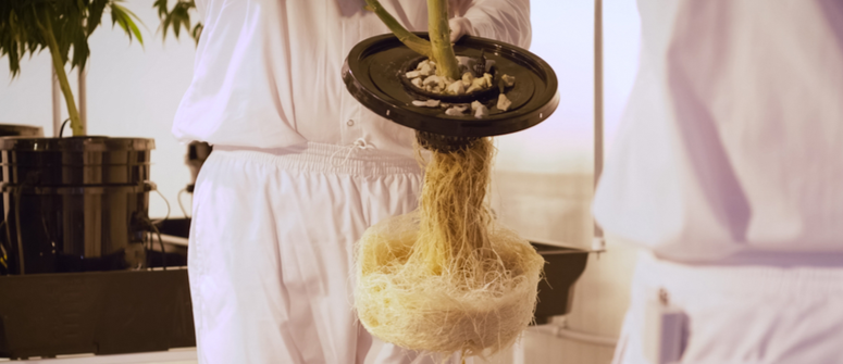 How To Grow Cannabis With a DWC System - CannaConnection