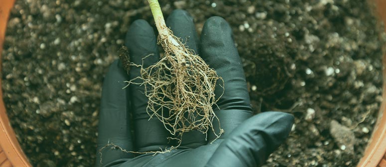 How to root prune cannabis - CannaConnection