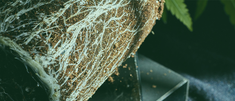 How to fix root-bound cannabis - CannaConnection