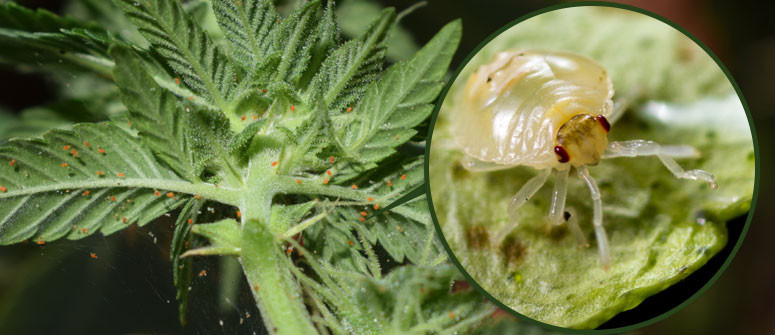 How to get rid of spider mites on cannabis plants - CannaConnection How to get rid of spider mites on cannabis plants - CannaConnection