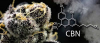 Cannabinol 101: What is CBN and what does it do? - CannaConnection