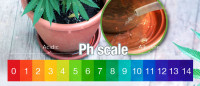 The best pH value for cannabis plants - CannaConnection