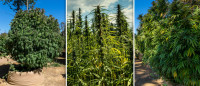3 examples of how big cannabis plants can grow outdoors - CannaConnection