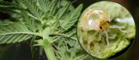 How to get rid of spider mites on cannabis plants - CannaConnection