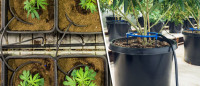 How to grow cannabis with drip irrigation - CannaConnection