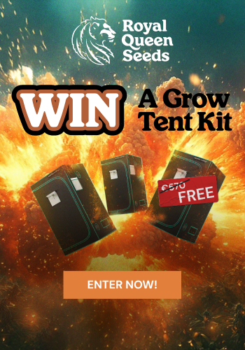 A guide to the Screen Of Green (ScrOG) technique - CannaConnection